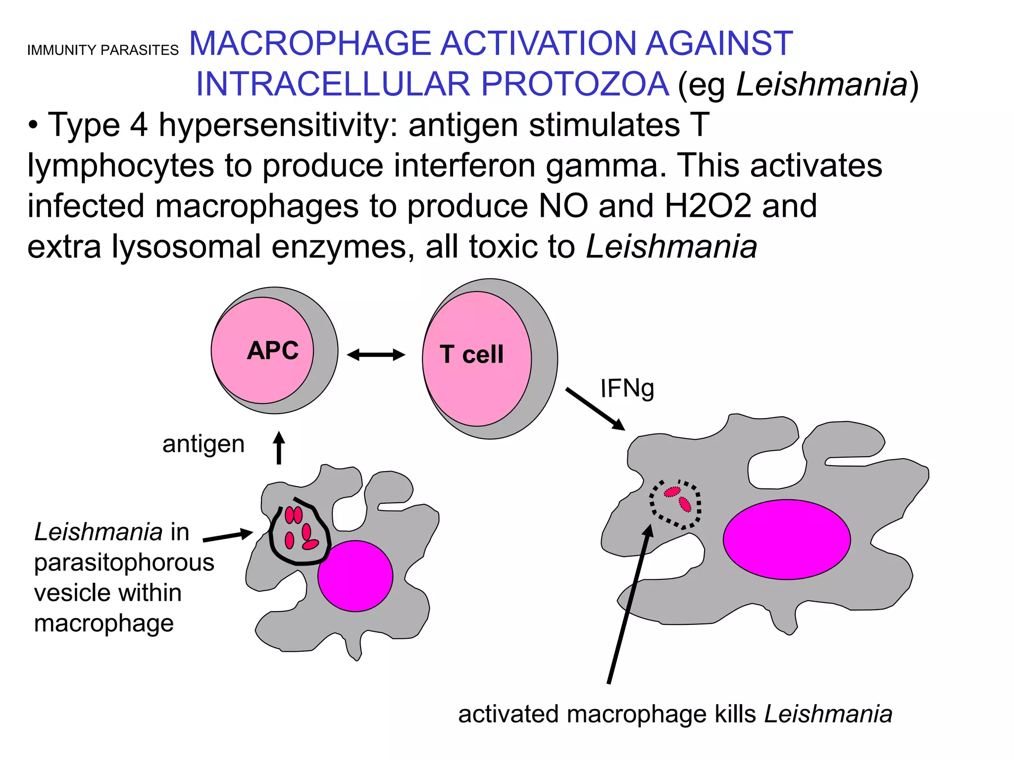 immune response against protozoa.ppt