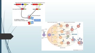 Immune Response in Health and .ppt