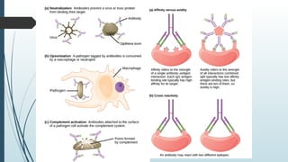 Immune Response in Health and .ppt