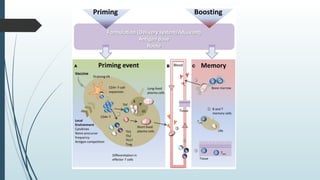 Immune Response in Health and .ppt