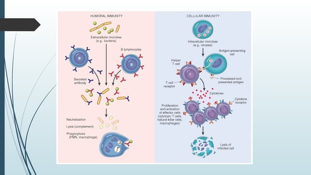 Immune Response in Health and .ppt | Free Download
