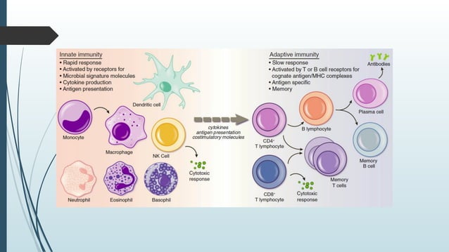 Immune Response in Health and .ppt