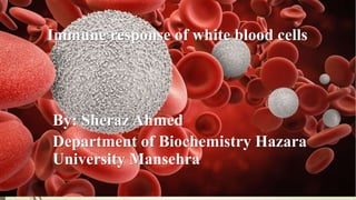 Immune response of white blood cells | PPT