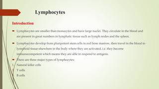 Immune response of white blood cells | PPT