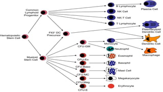 Immune response of white blood cells | PPT