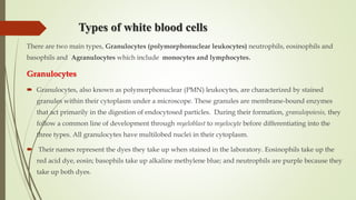 Immune response of white blood cells | PPT