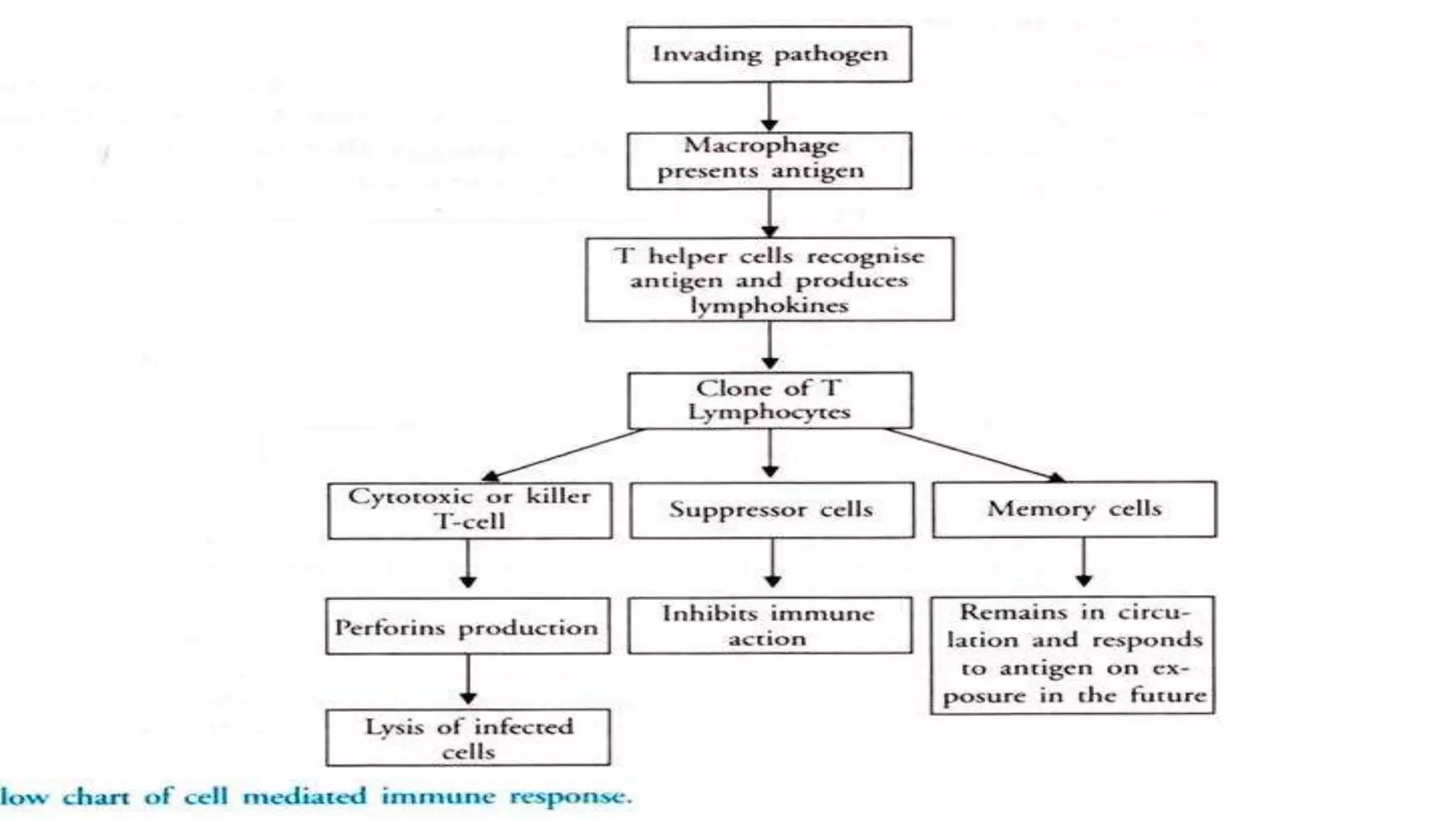 immune response ppt.pptx | Infectious Diseases | Diseases and Conditions