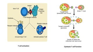 immune response ppt.pptx | Infectious Diseases | Diseases and Conditions