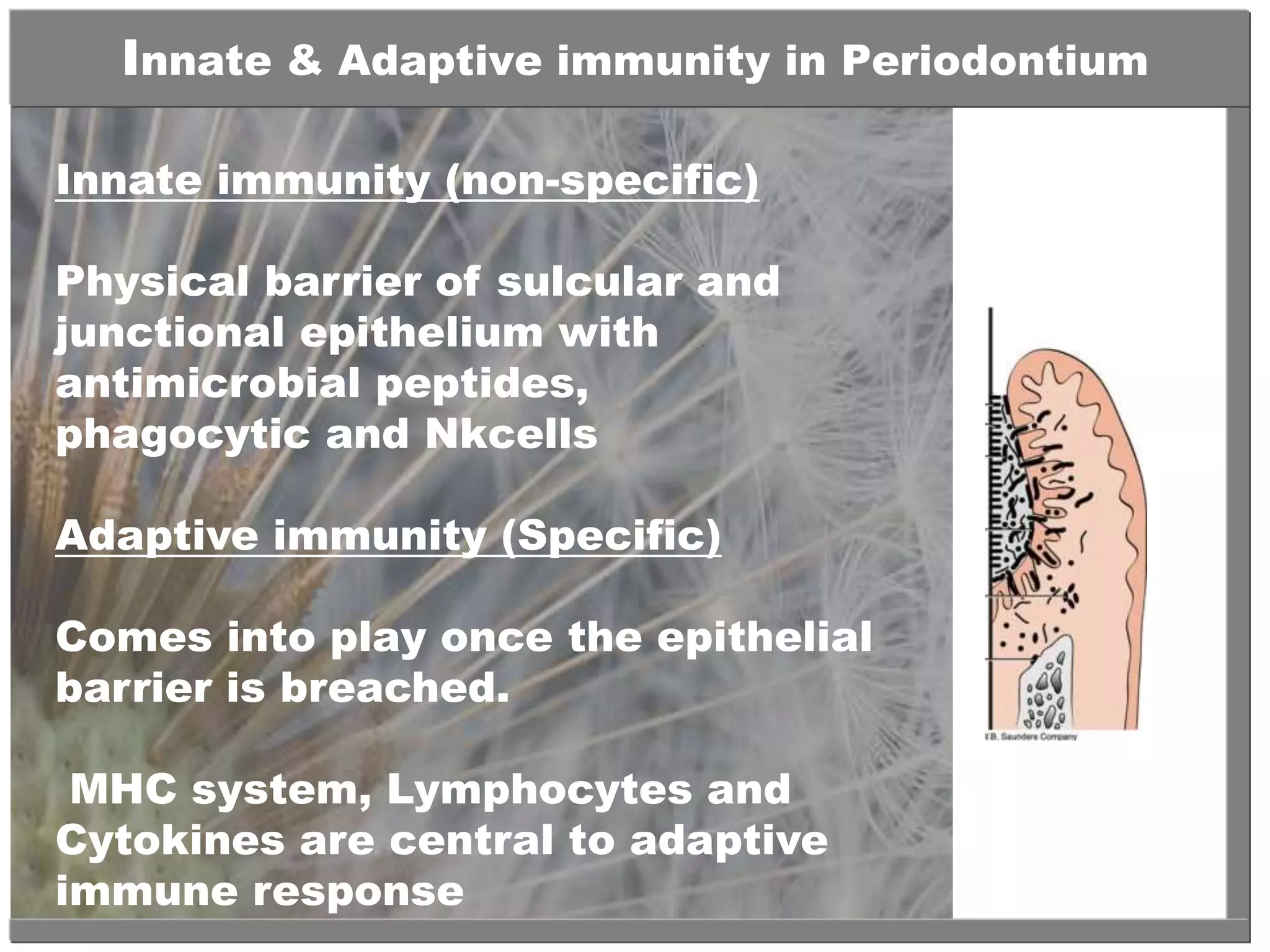 Immune responses in periodontal disease final.pptx