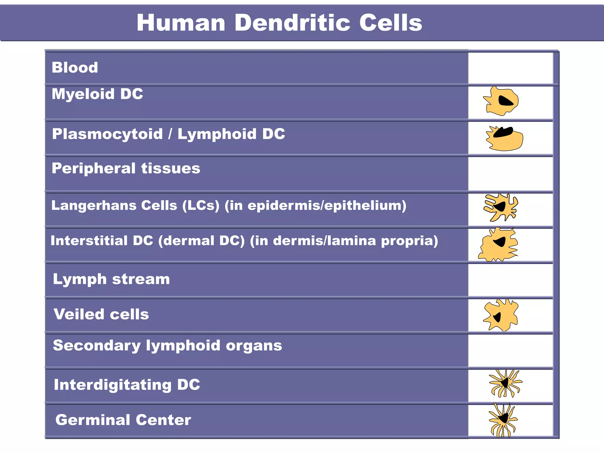 Immune responses in periodontal disease final.pptx