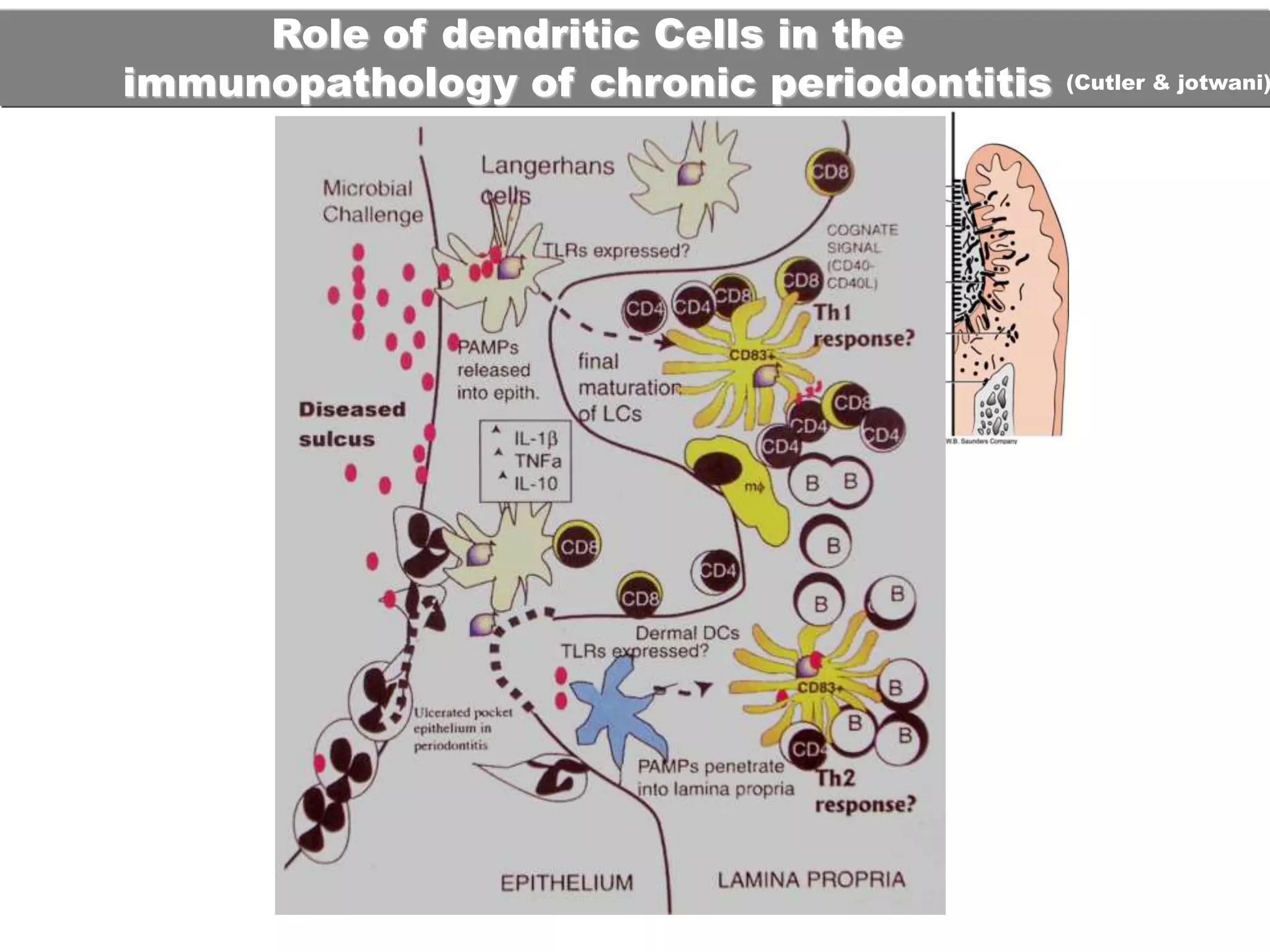 Immune responses in periodontal disease final.pptx