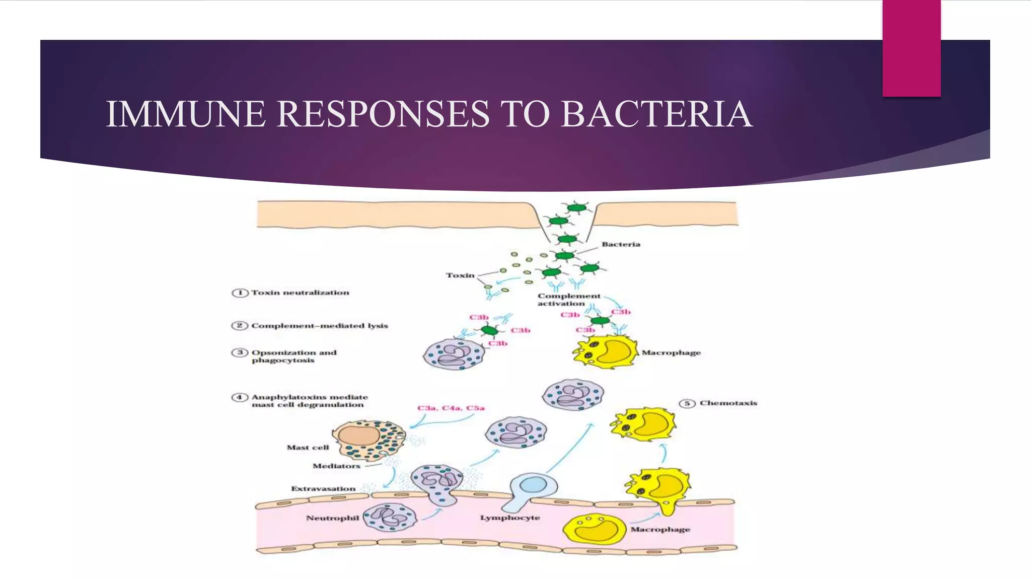 Immune responses to infectious diseases | PPTX