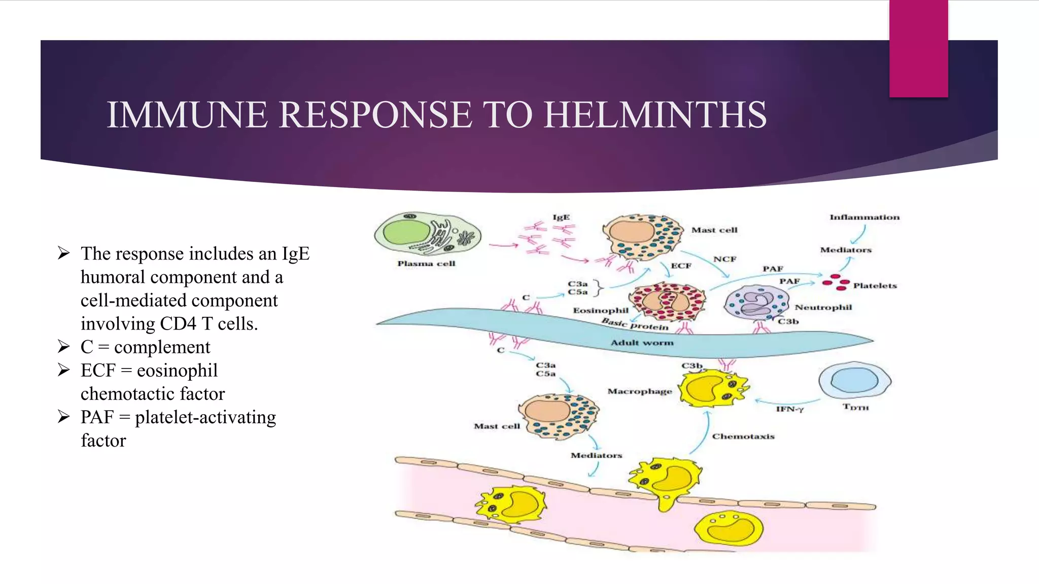 Immune responses to infectious diseases | PPTX