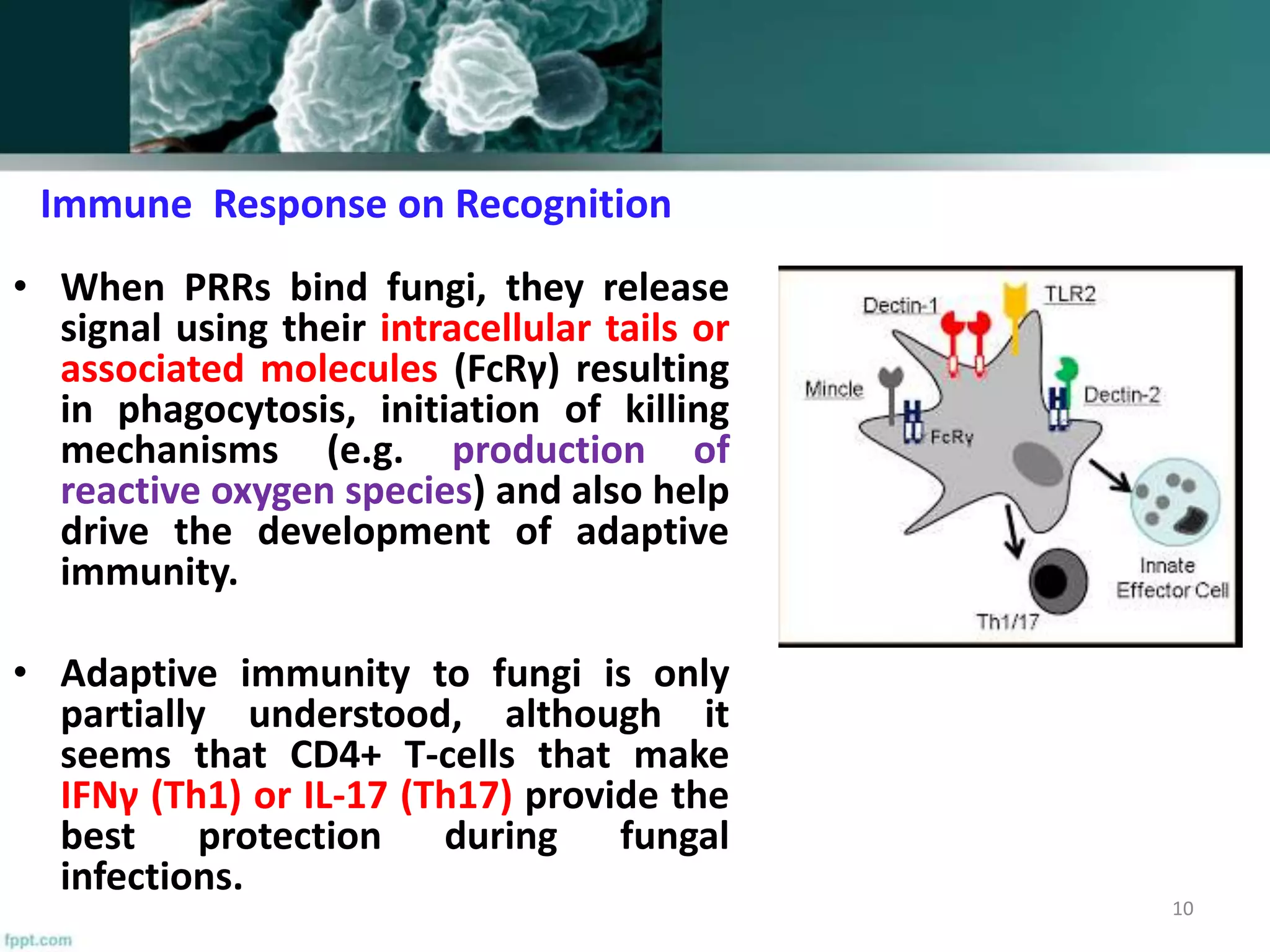 Immune response to fungal infection | PPTX