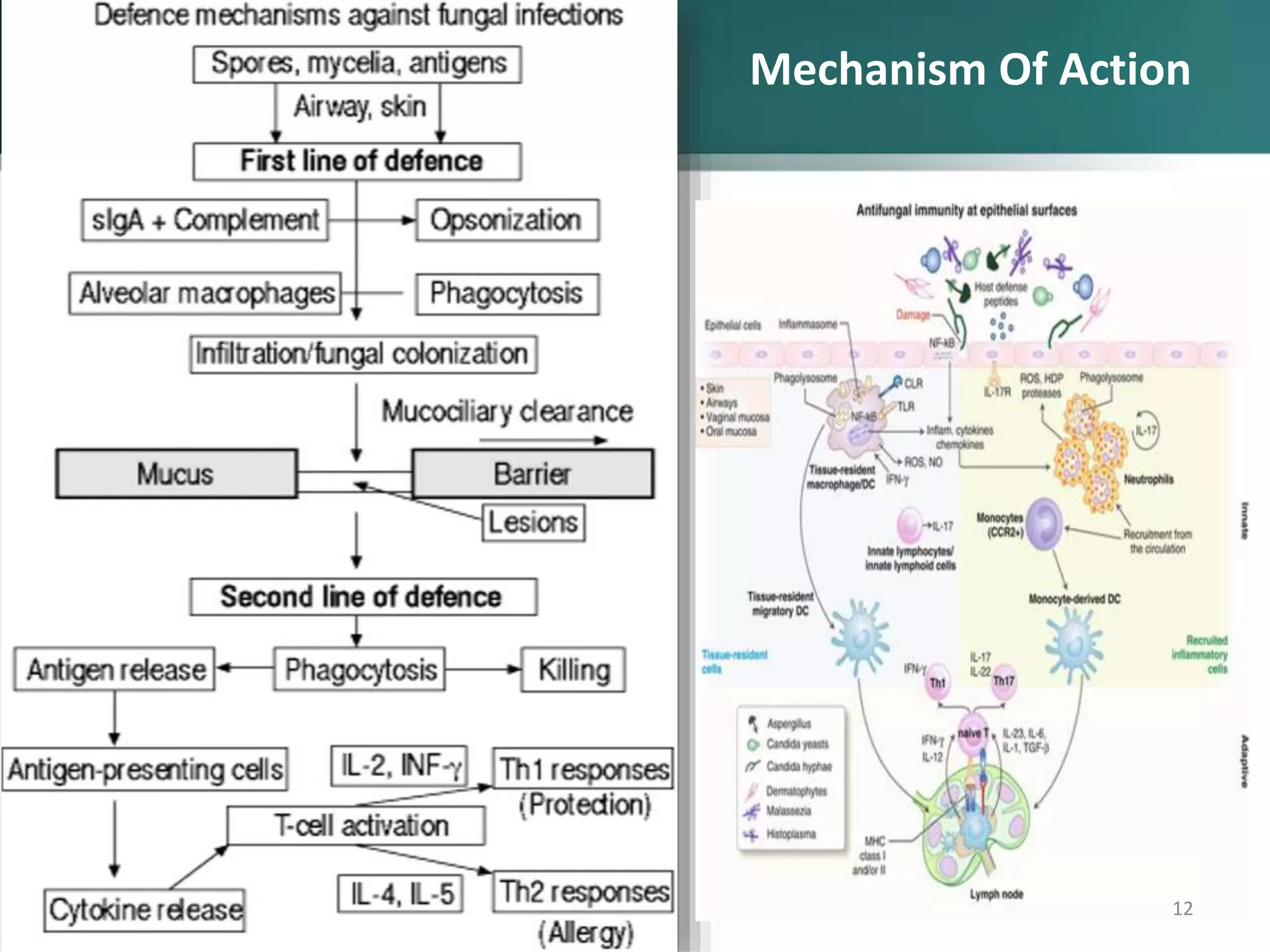 Immune response to fungal infection | PPTX