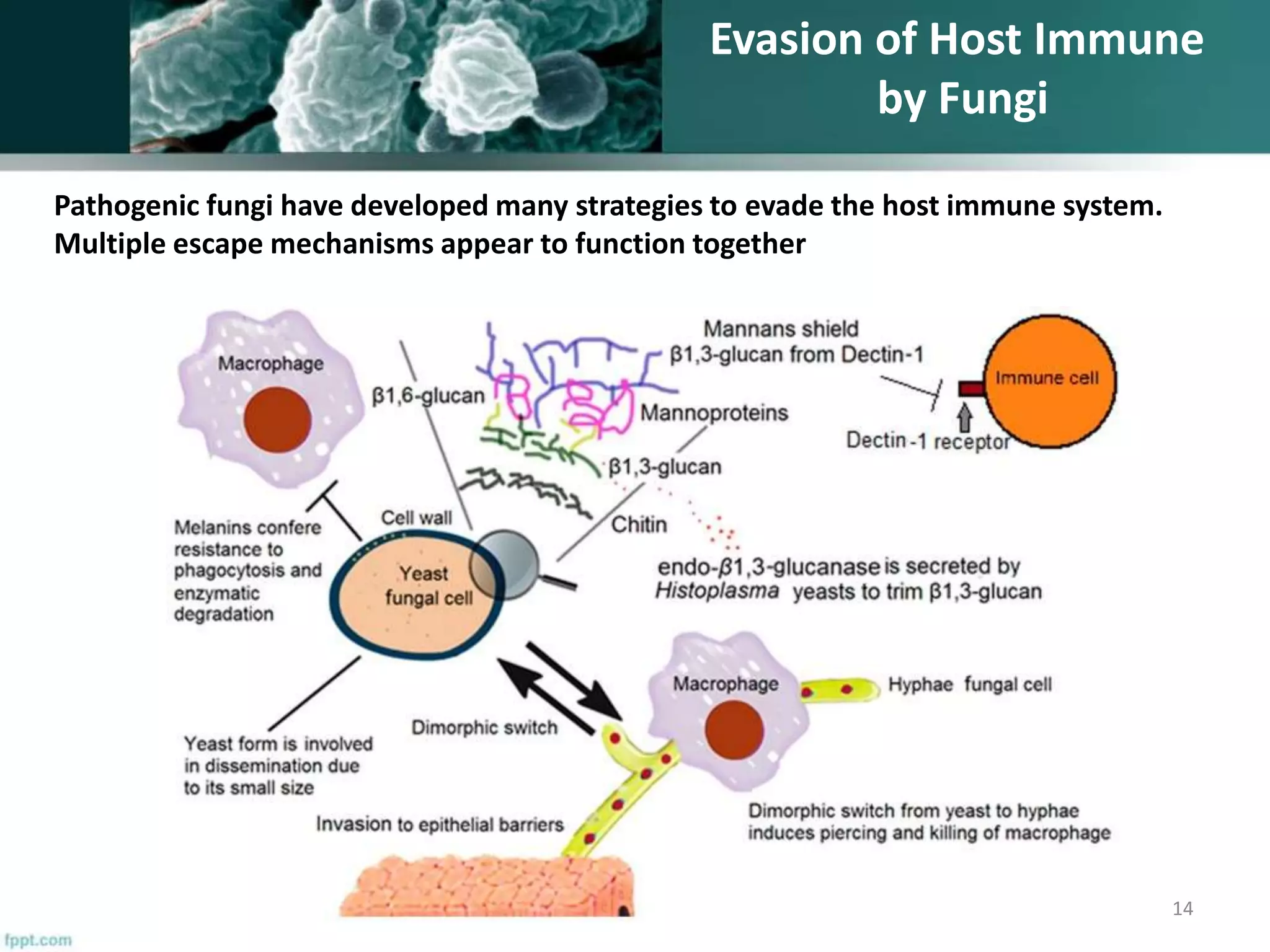 Immune response to fungal infection | PPTX
