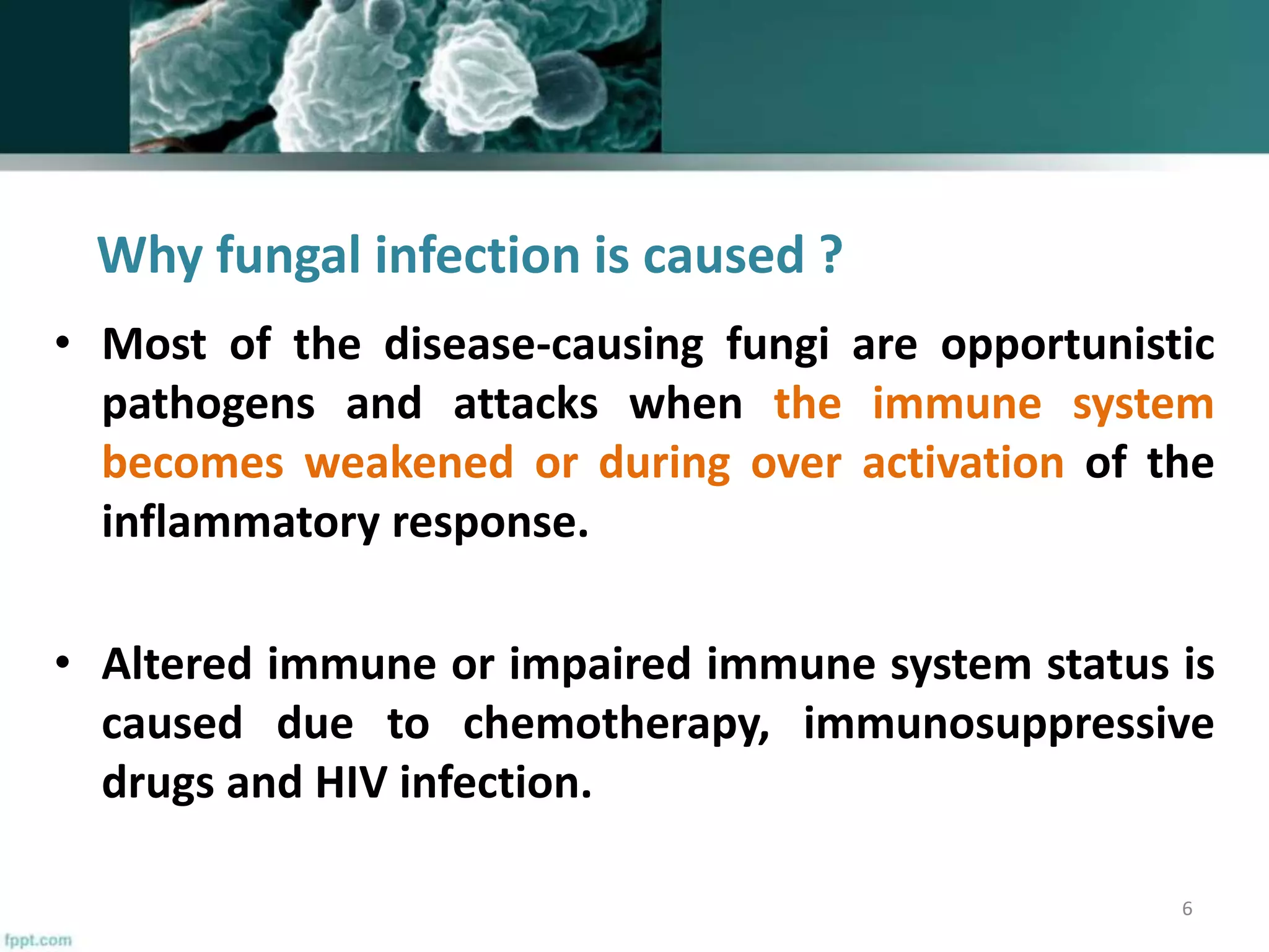 Immune response to fungal infection | PPTX
