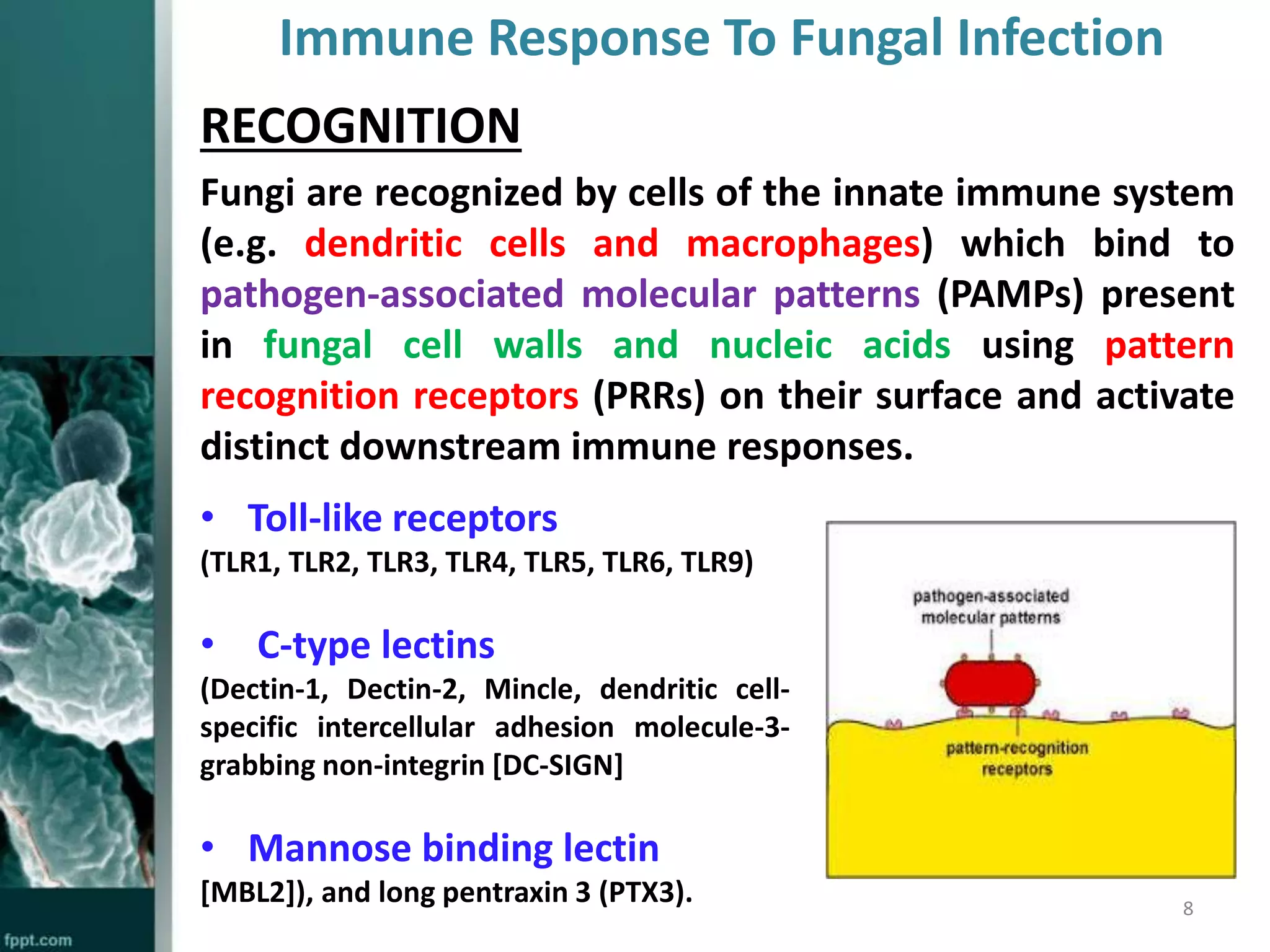 Immune response to fungal infection | PPTX