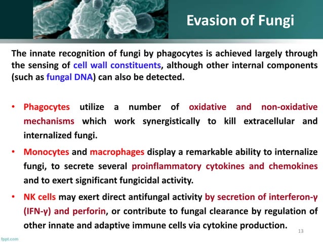 Immune response to fungal infection | PPTX