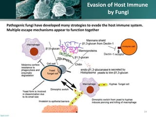 Immune response to fungal infection | PPTX