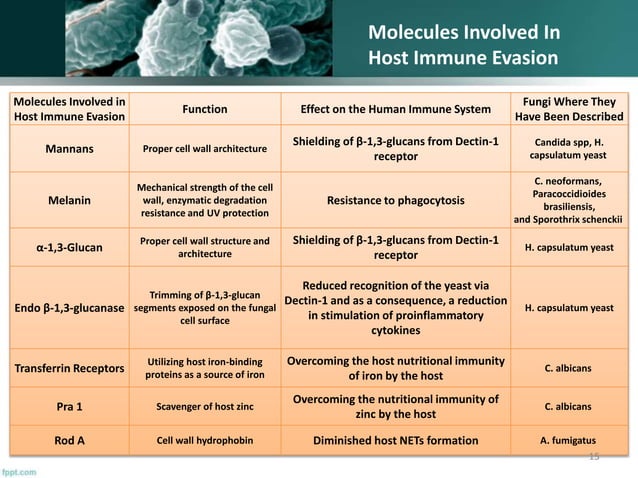 Immune response to fungal infection | PPTX