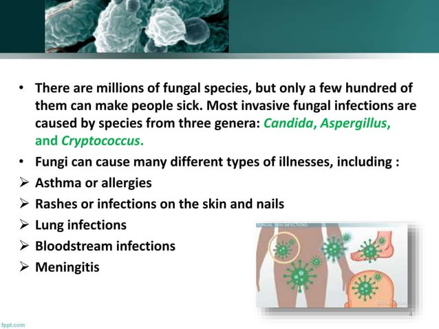 Immune response to fungal infection | PPTX