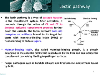 Immune response to fungal infection | PPTX