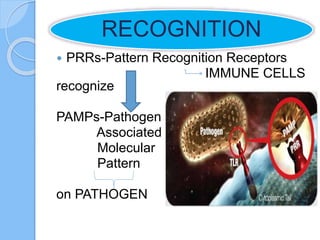 Immune response to hiv infection | PPTX