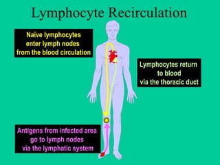 immune response to pathogen.pdf