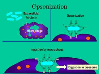 immune response to pathogen.pdf