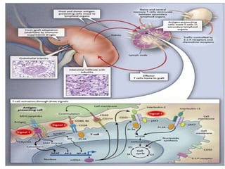 Immunosuppression in Renal transplant | PPTX