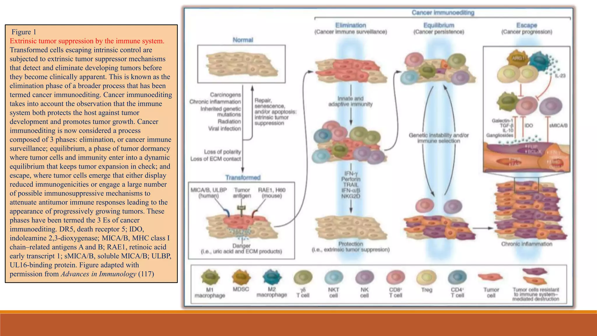 Immune surveillance of tumors. | PPTX