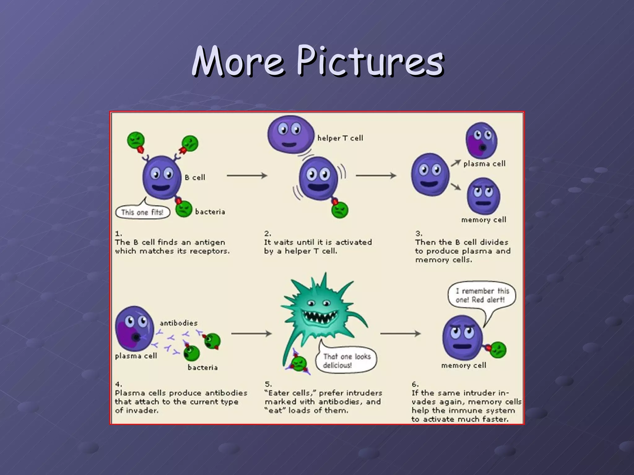 Immune System | PPT