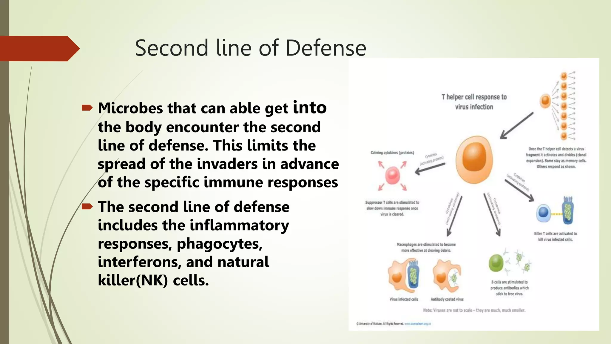 IMMUNE SYSTEM-1 (1).pptx