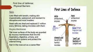IMMUNE SYSTEM-1 (1).pptx