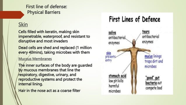 IMMUNE SYSTEM-1 (1).pptx