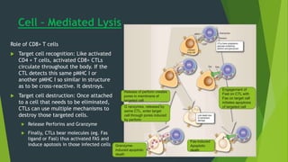Immune system preliminary | PPT