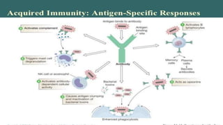 Immune system | PPTX