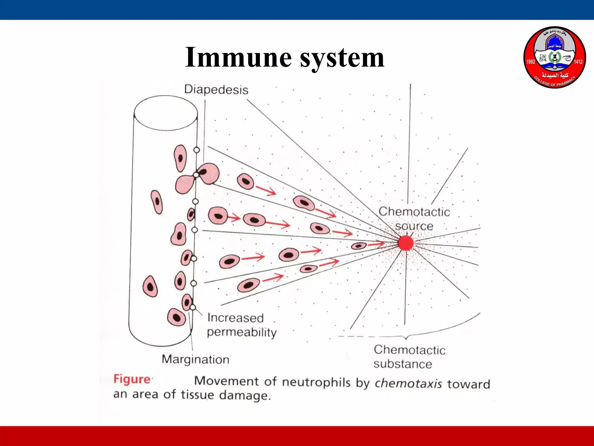 Blood Physiology: Part III: Immune system | PDF