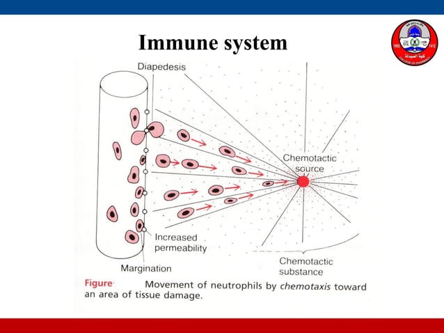Blood Physiology: Part III: Immune system | PDF