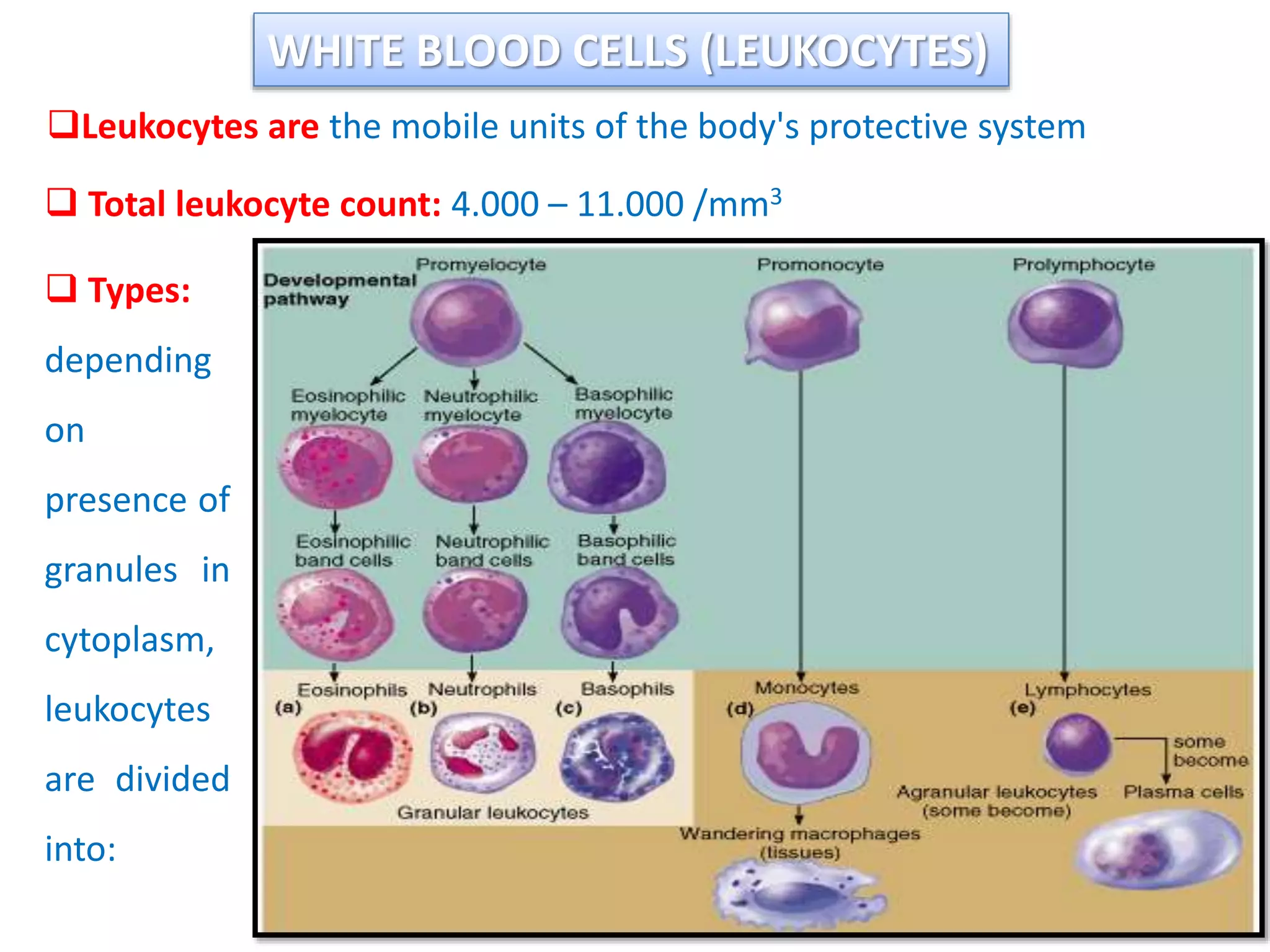 Immune system | PPTX