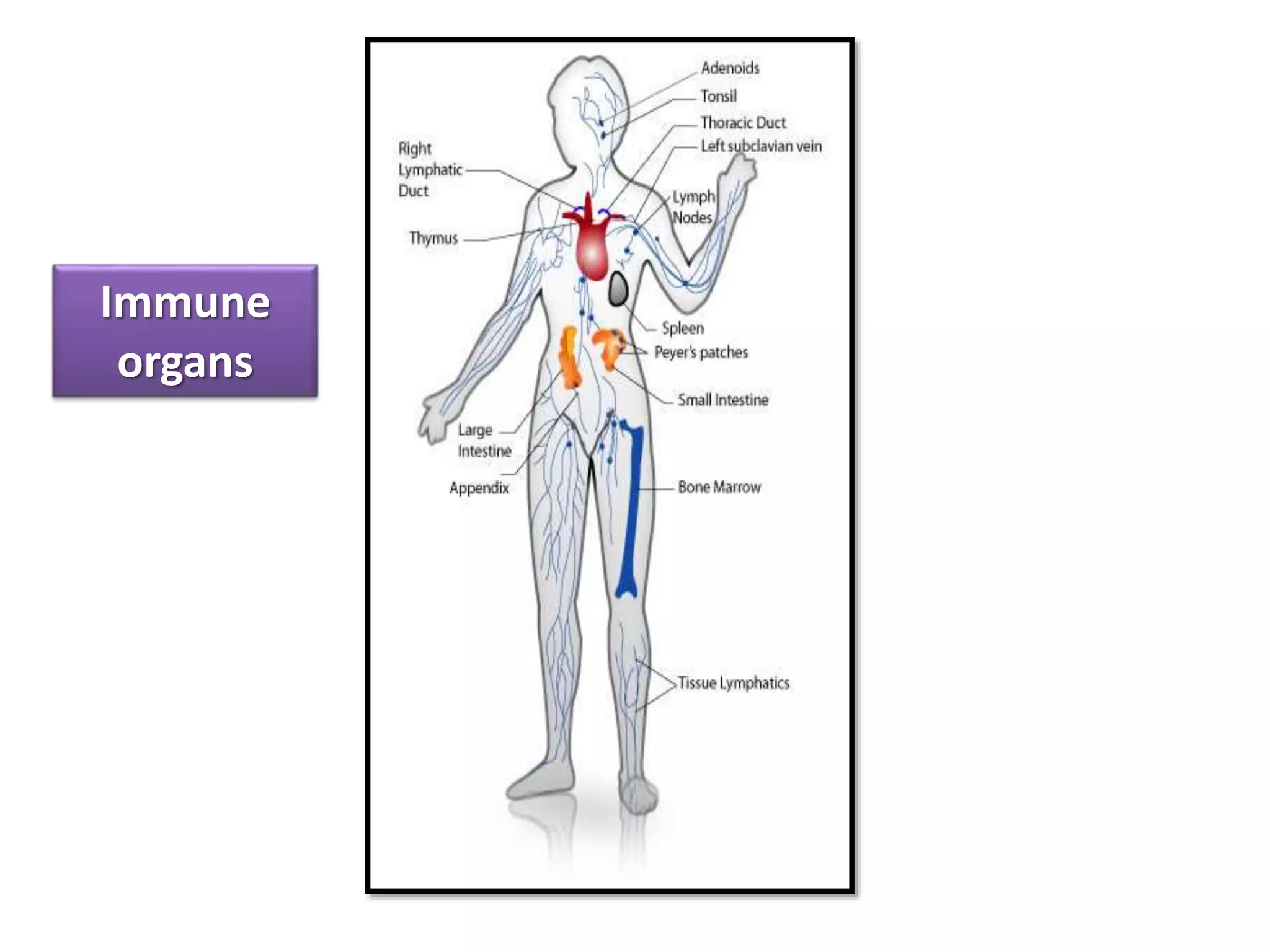 Immune system | PPTX