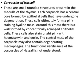 Immune system histology t cells immunity | PPTX | Blood Disorders ...