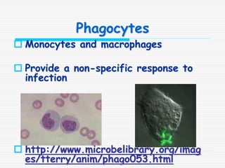 presentation of immune system (koordinasi).ppt