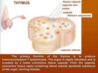 Lymphoid system and immune system histology view | PDF