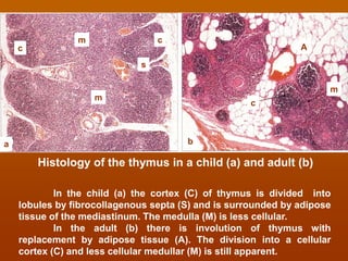 Lymphoid system and immune system histology view | PDF