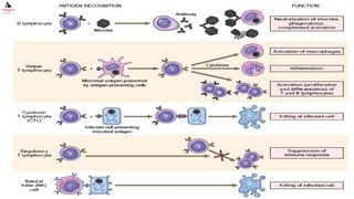 immune system. Types of hypersensitivity reaction | PPTX