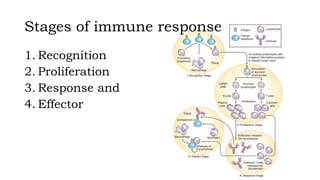 Immune system : assessment | PPTX