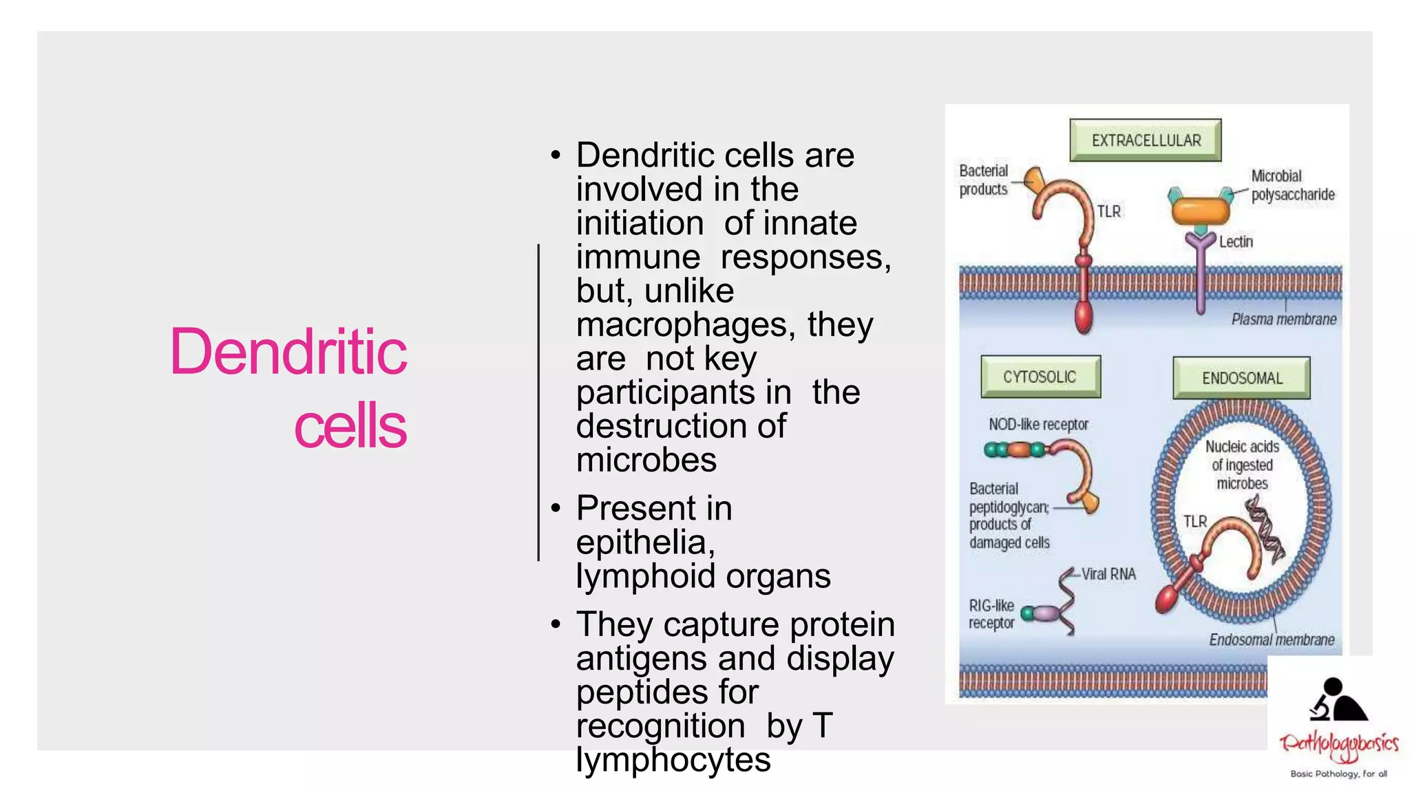 Immune System (2).pptx