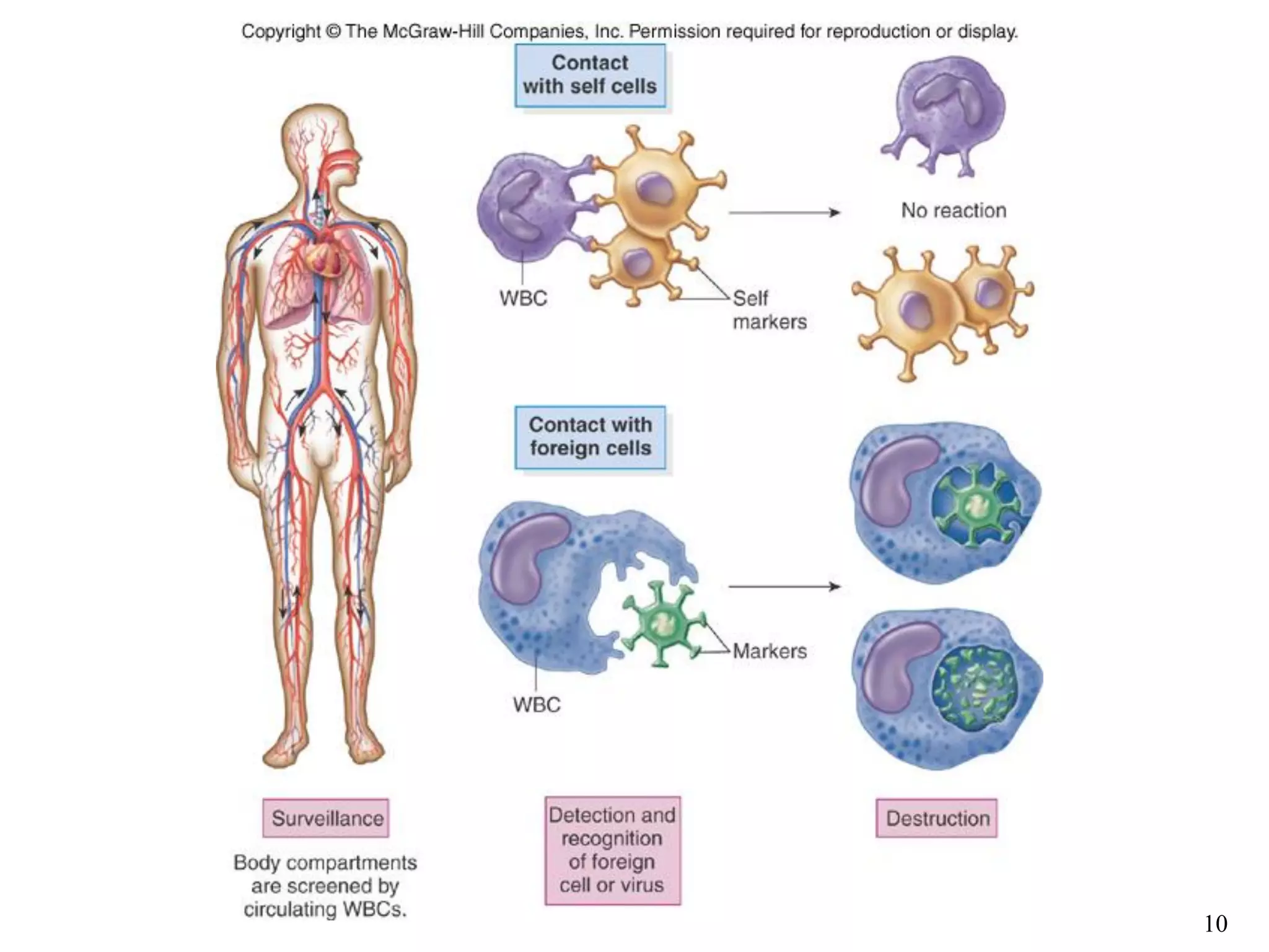 Immune system | PDF | Infectious Diseases | Diseases and Conditions